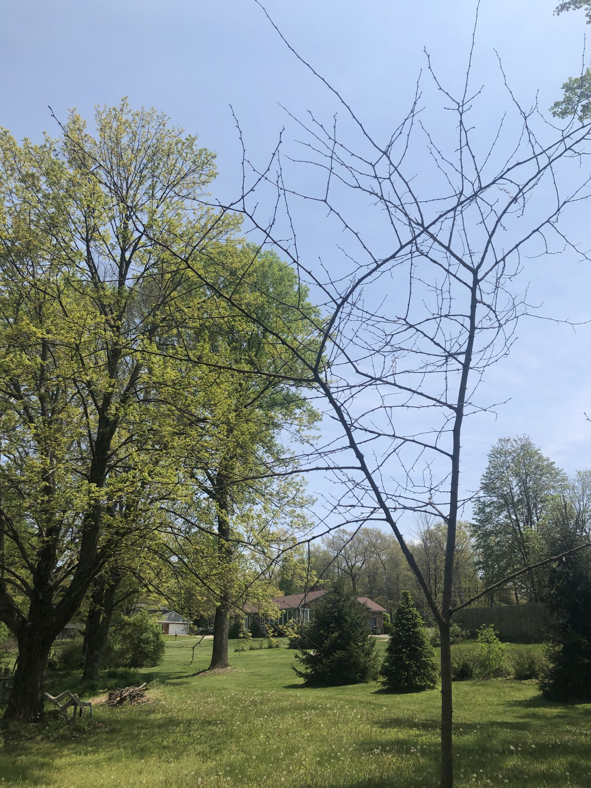 Locust Trees and their Low-Cost Leaves - John W Wenzel