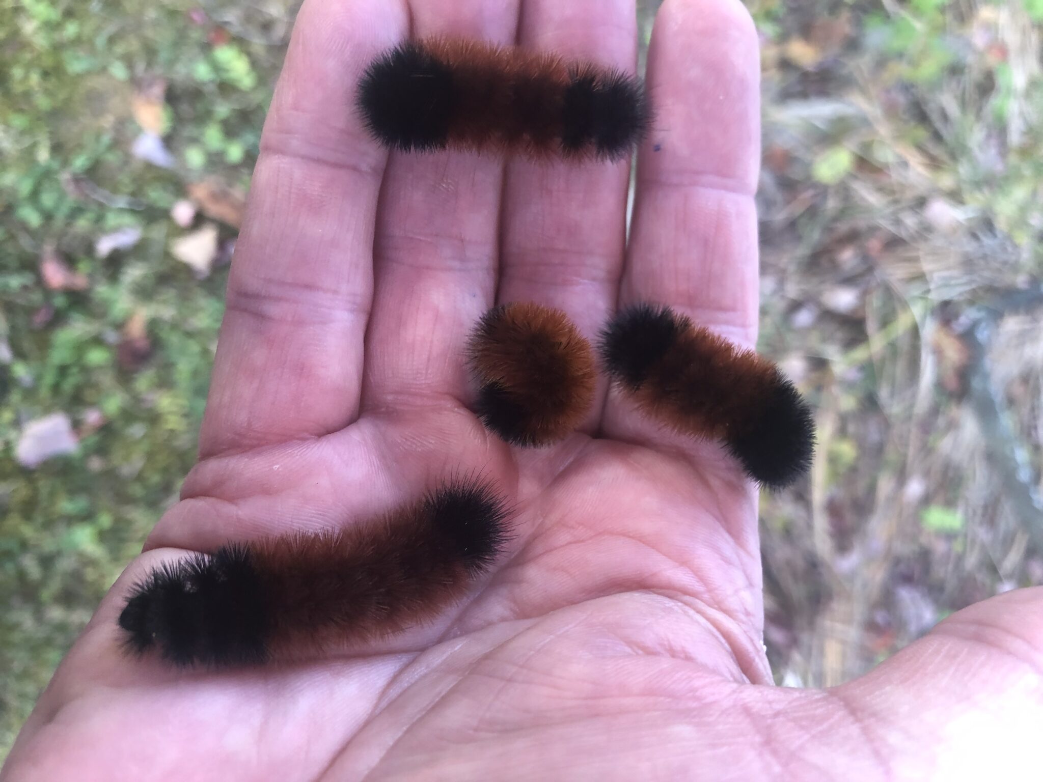 Woolly Bears and Weather - John W Wenzel