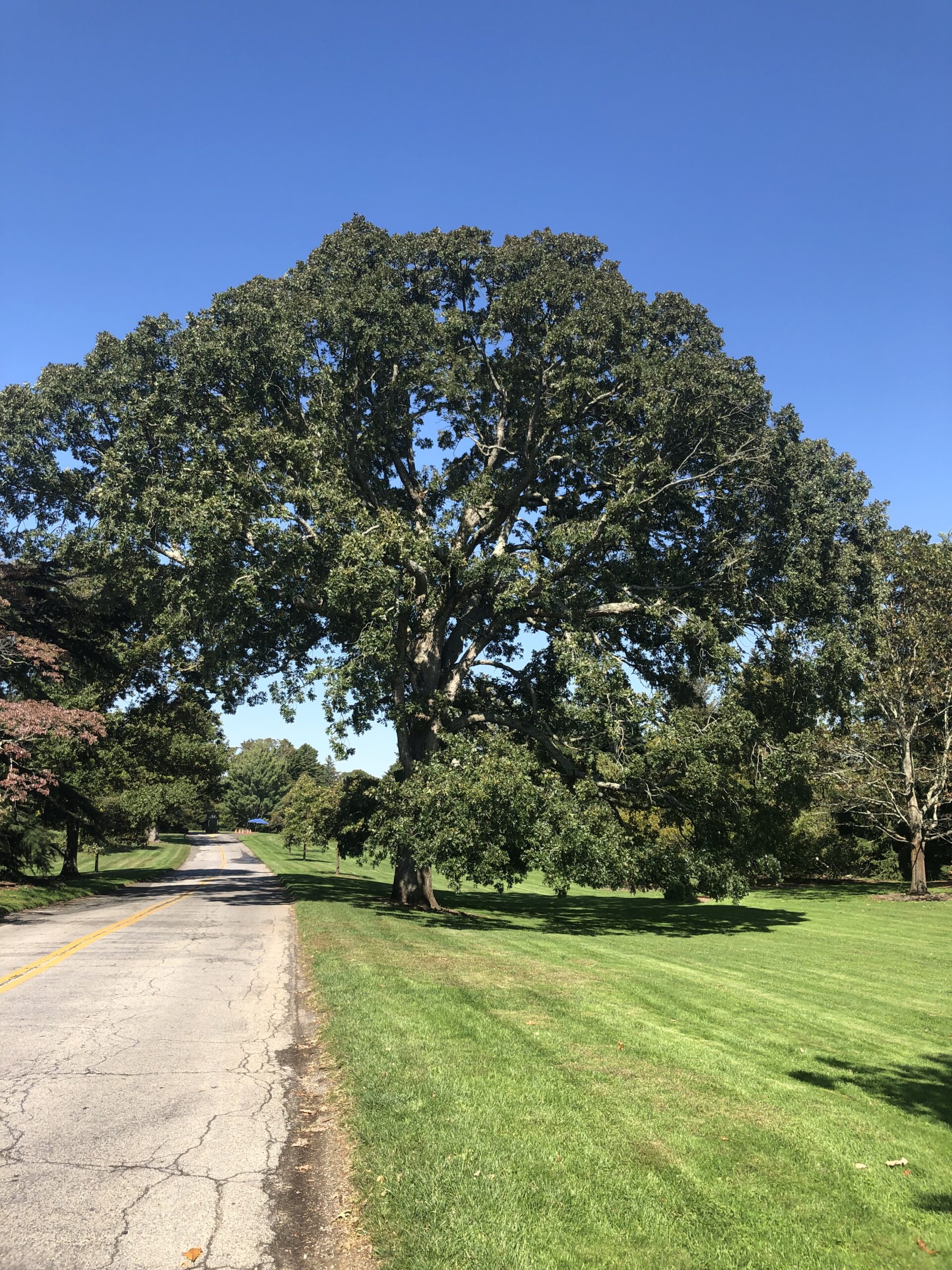 In Praise Of Crooked Trees - John W Wenzel