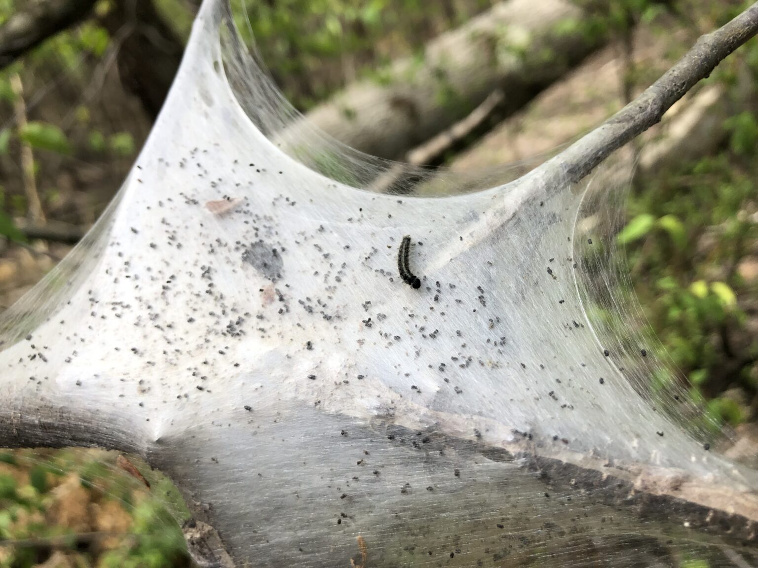 Eastern tent caterpillars share everything - John W Wenzel